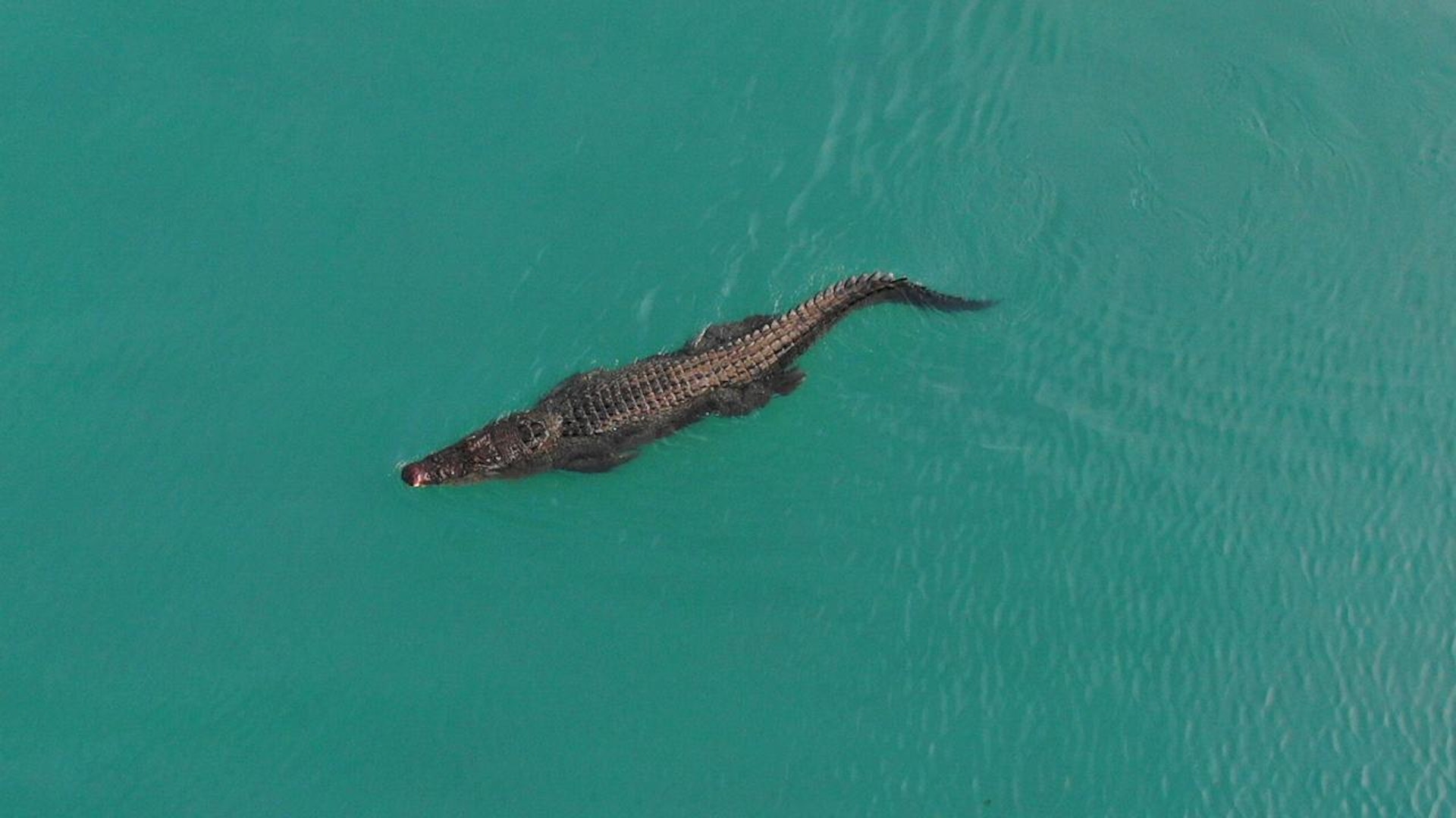 Crocodiles in Weipa: What to Expect & How to Stay Safe - Albatross Bay Resort