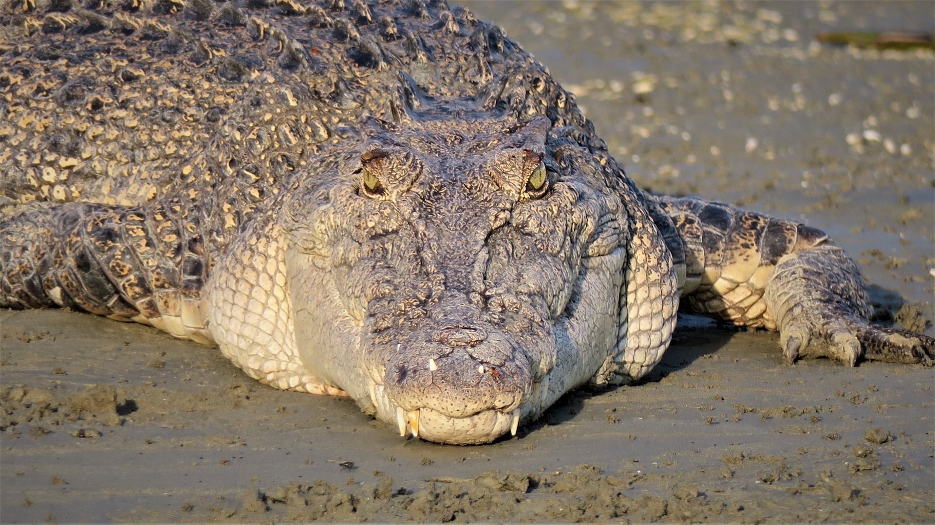 Key Attractions - Albatross Bay Resort